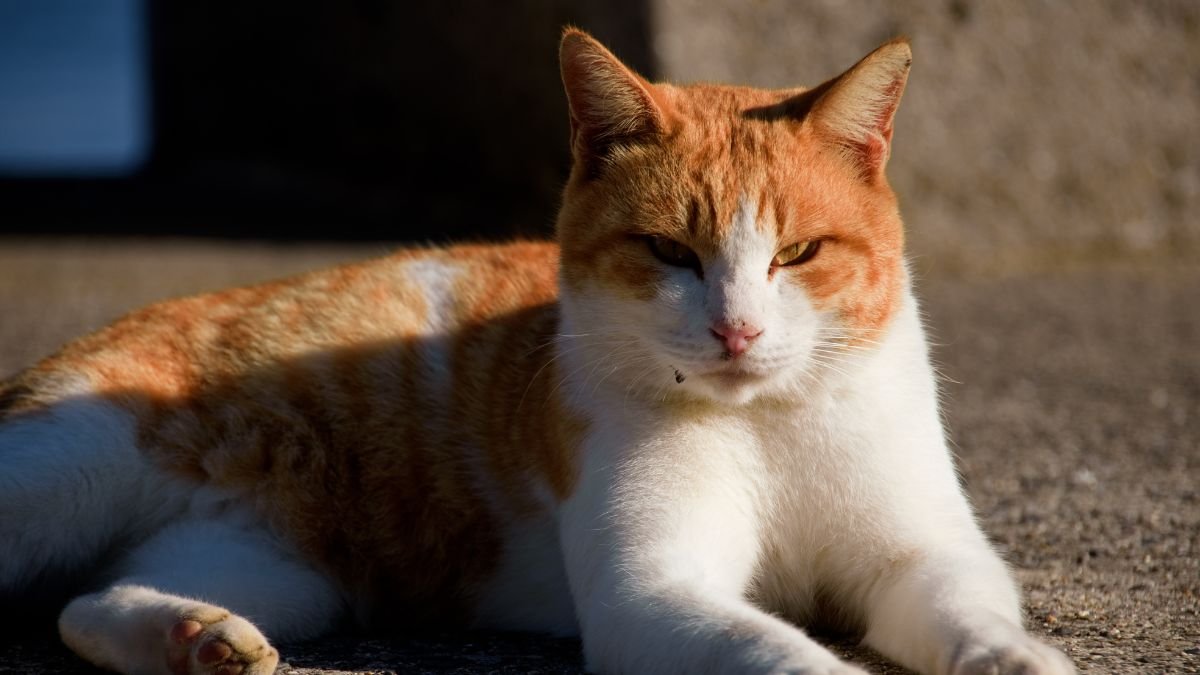 Aoshima: Japan Cat Island