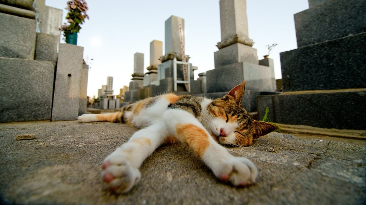 Aoshima: Japan Cat Island