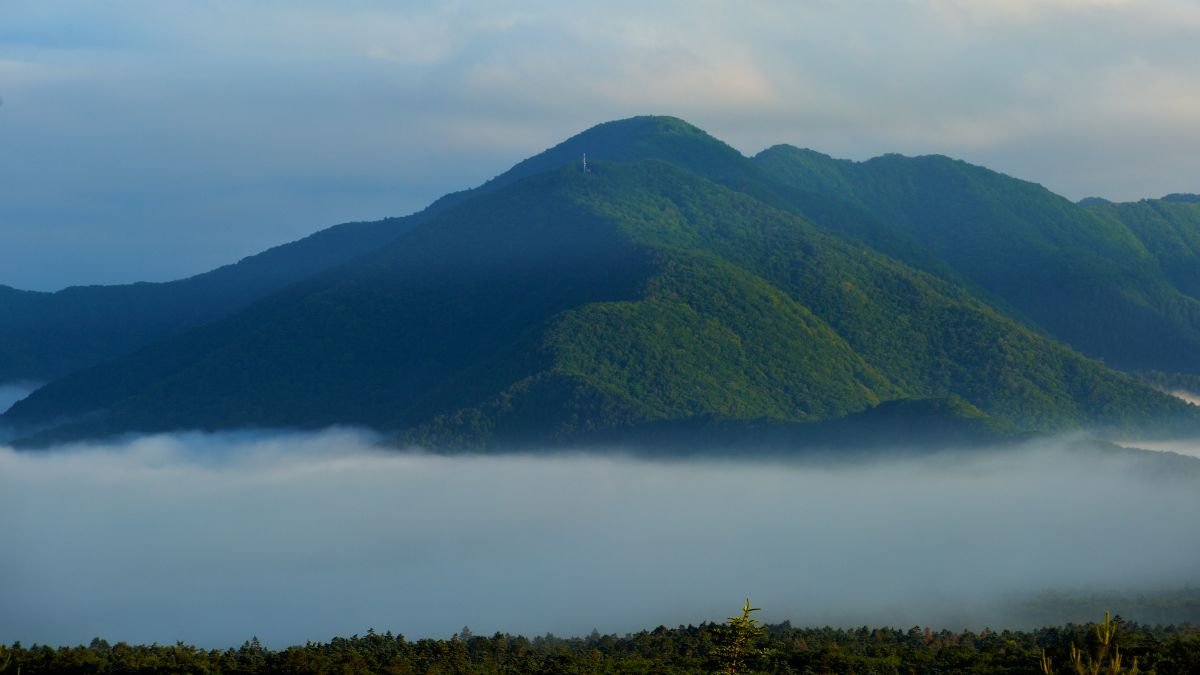 Aokigahara Forest