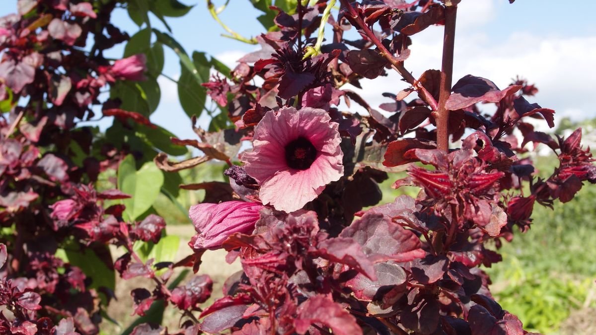 Roselle: The Versatile Wonder